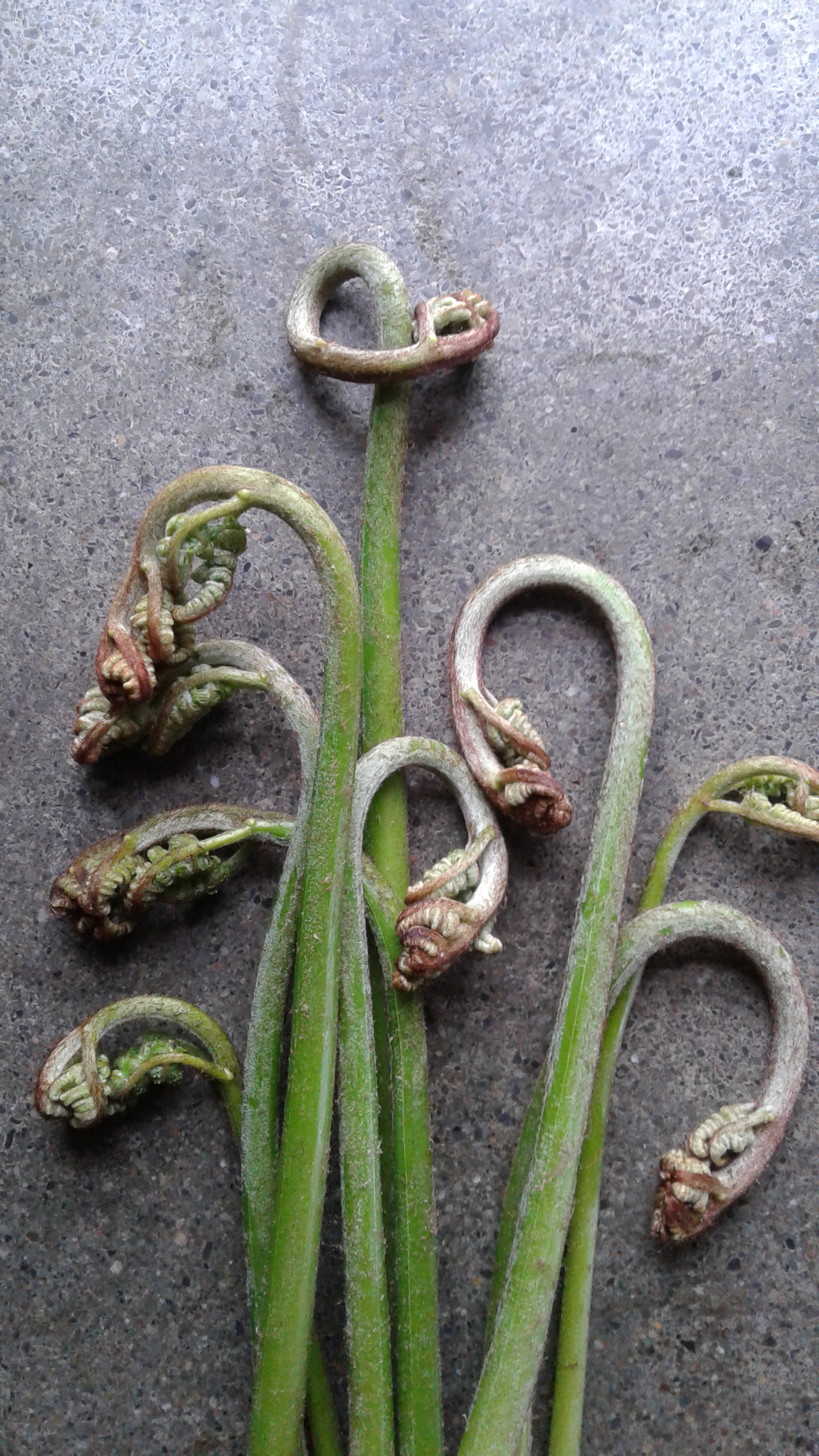 produce – west cork wasabi